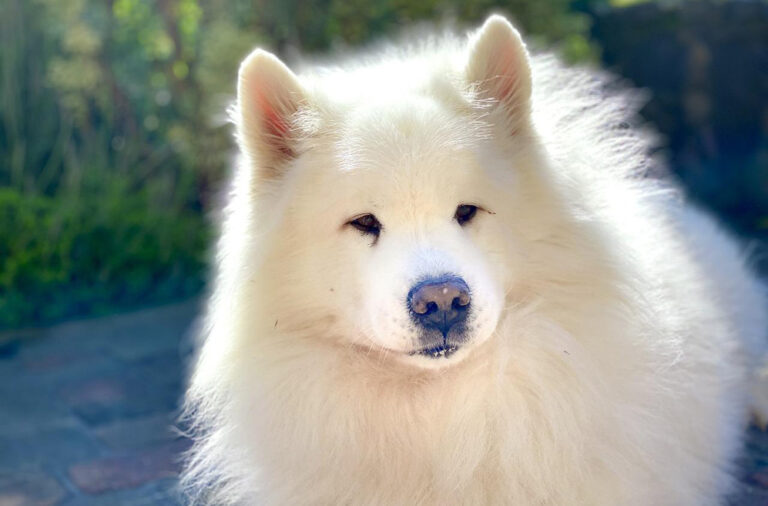 10 Best Supplements for a Senior Samoyed - iHeartDogs.com