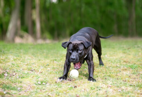 The 20 Best Durable Toys for Pit Bulls - iHeartDogs.com