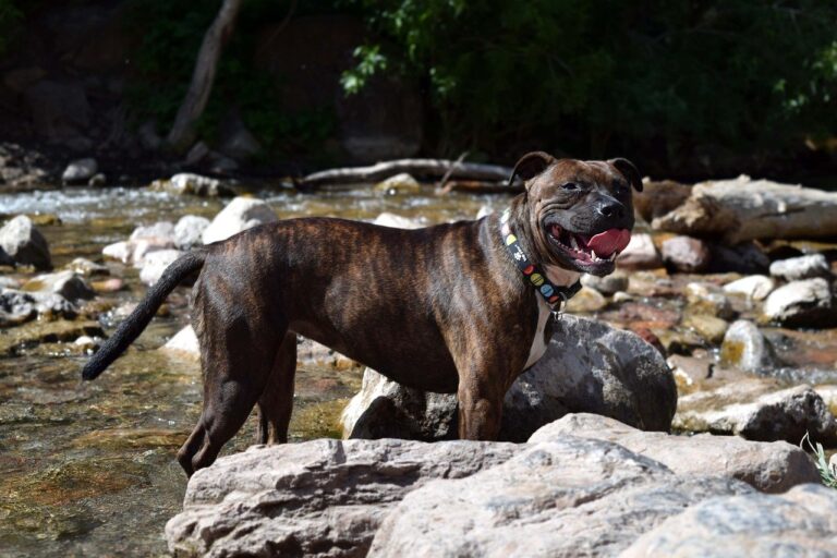 34 Unique Staffordshire Bull Terrier Names [with PICS!] - iHeartDogs.com