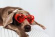 The 14 Best Heart Supplements For Dogs