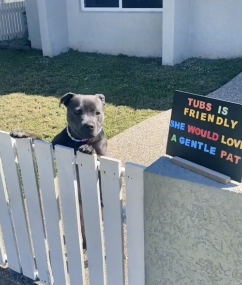 Staffy’s Adorable Sign Helps Break Breed Stereotypes - iHeartDogs.com
