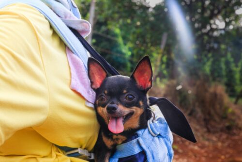 10 Best Dog Travel Bags - iHeartDogs.com