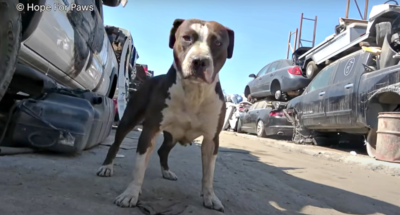 Man Grabs Stray Pit Bull By Leg To Pull Her In Tempting Her To Bite ...