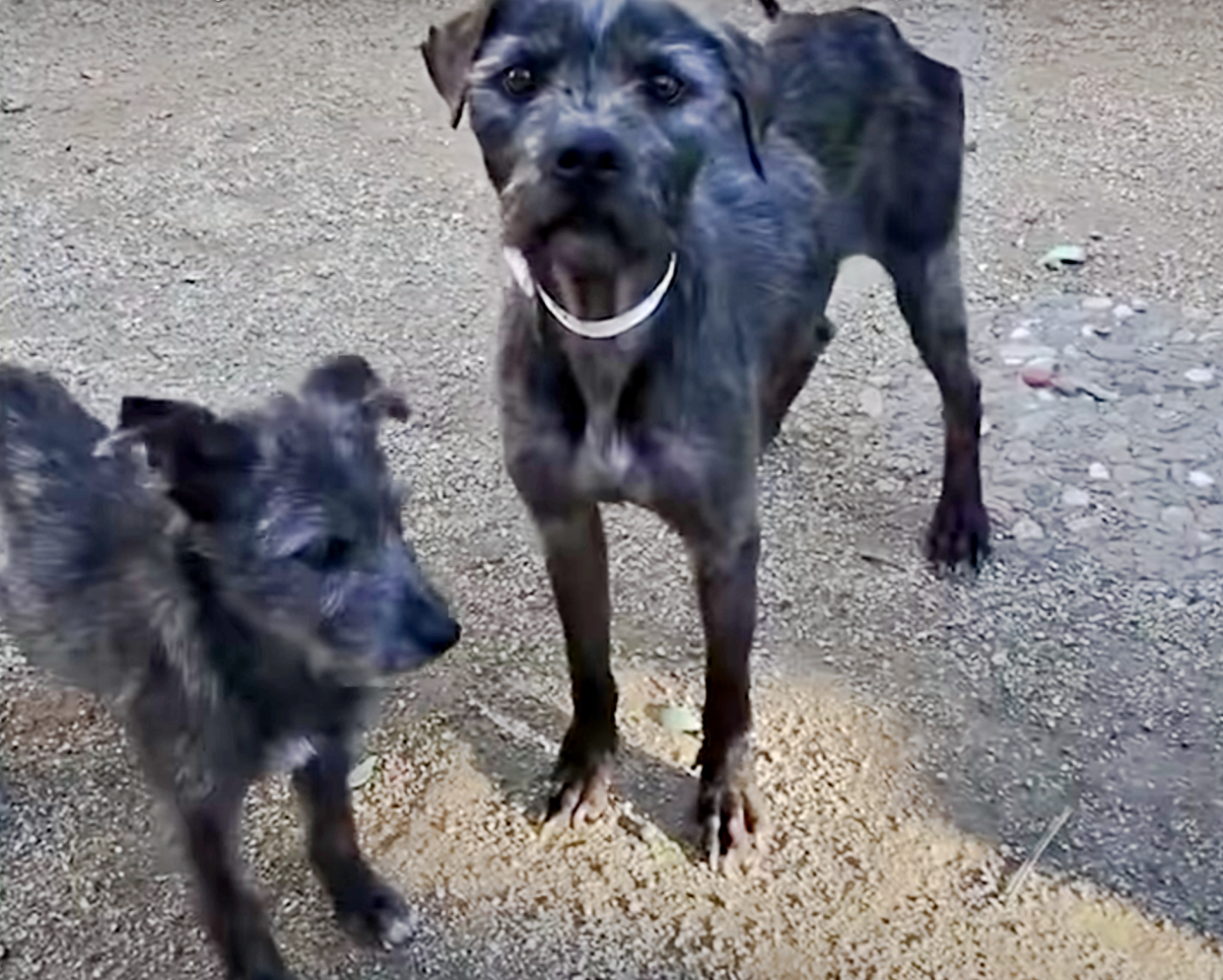 Daring Woman Sweet Talks Abuser, He Retorts "Open The Car Door" - iHeartDogs.com