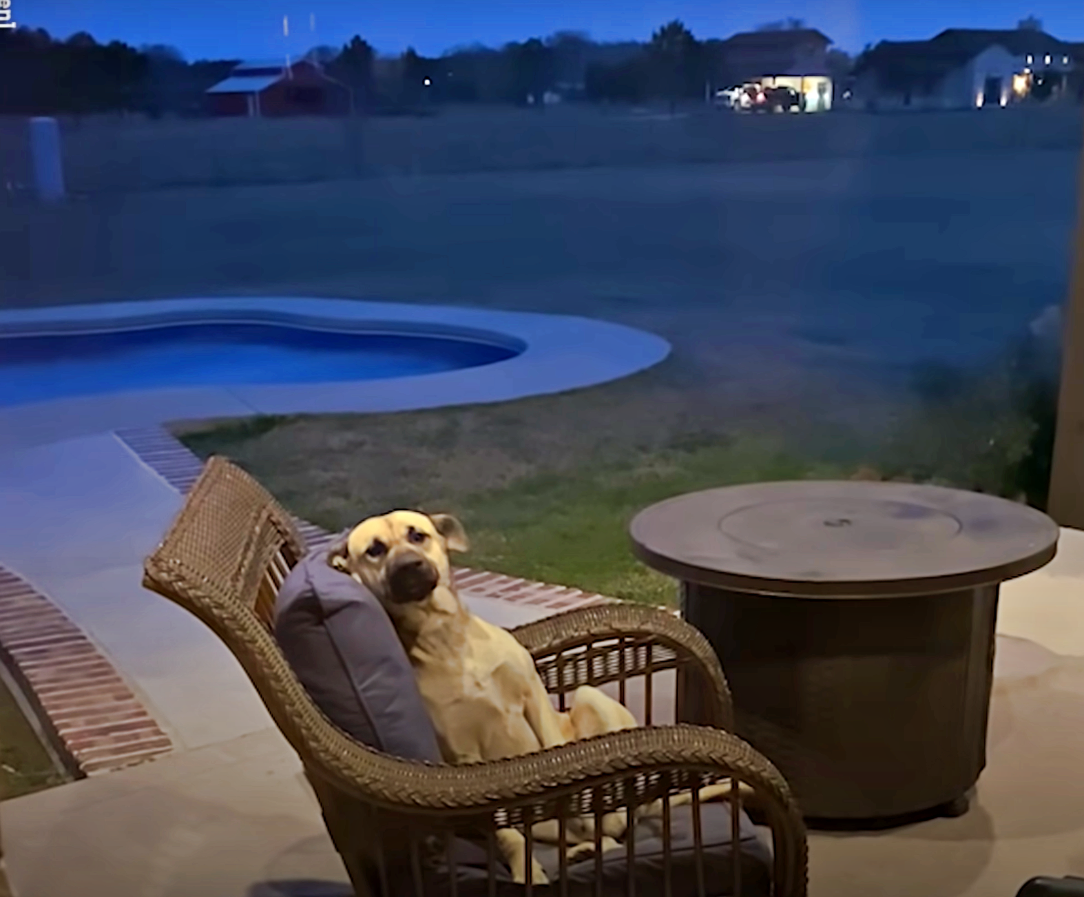 Mom Awoke To New Dog Lookin' Extra Comfy In Patio Chair Lounging By ...