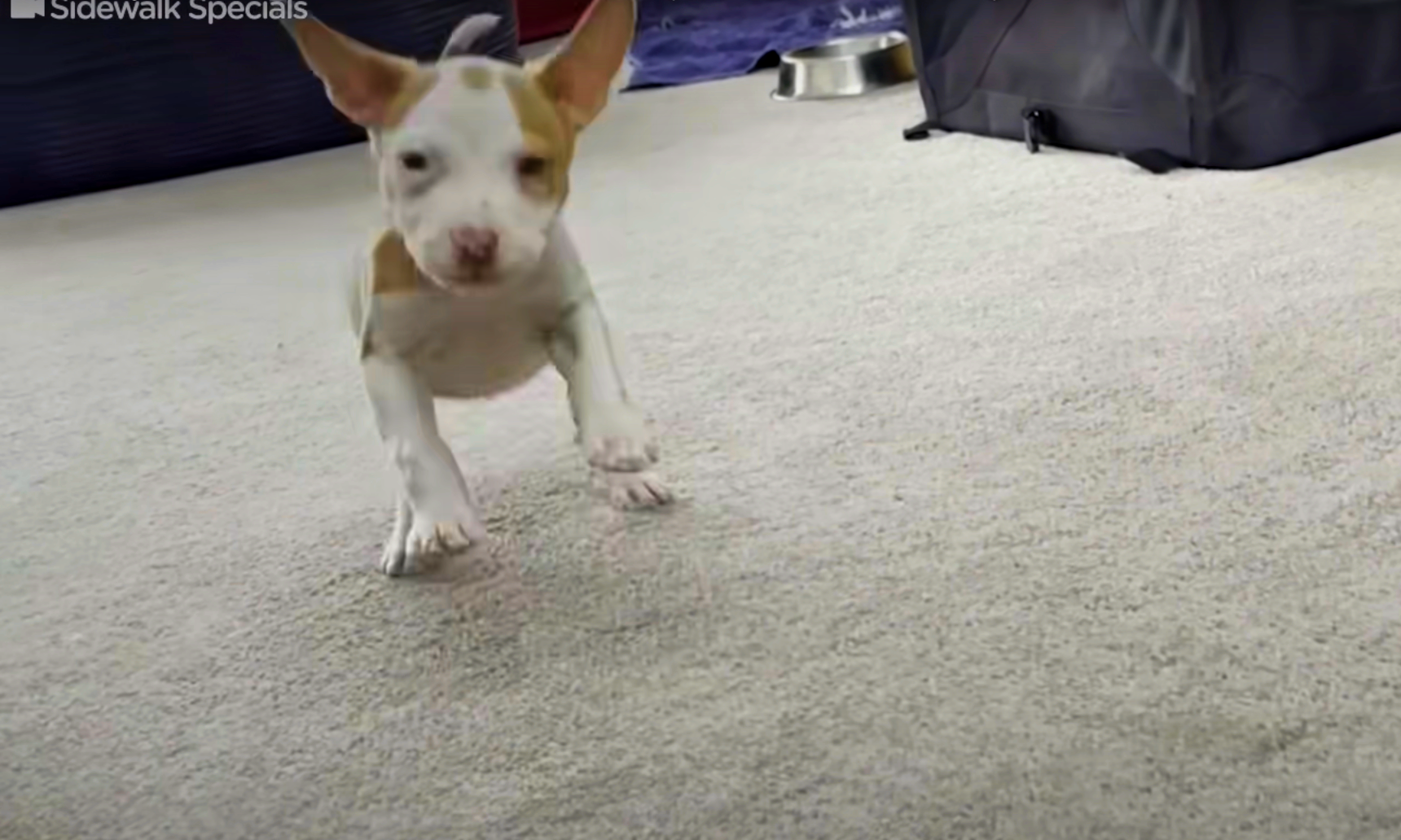 Bullied Puppy Shook, Stayed On Rock Pile So They Couldn't Get To Him ...