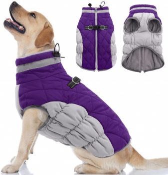 The 20 Best Winter Jackets For Dogs & Top Cold Weather Gear ...