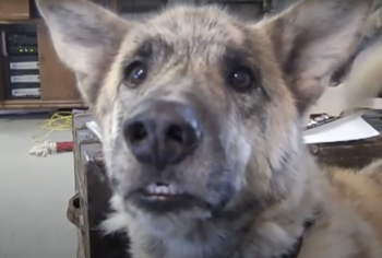 Hilarious Talking Dog Dubbed “Best Video On The Internet” - iHeartDogs.com