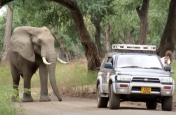 Heartwarming Video Shows Unexpected Animals Asking Humans For Help ...