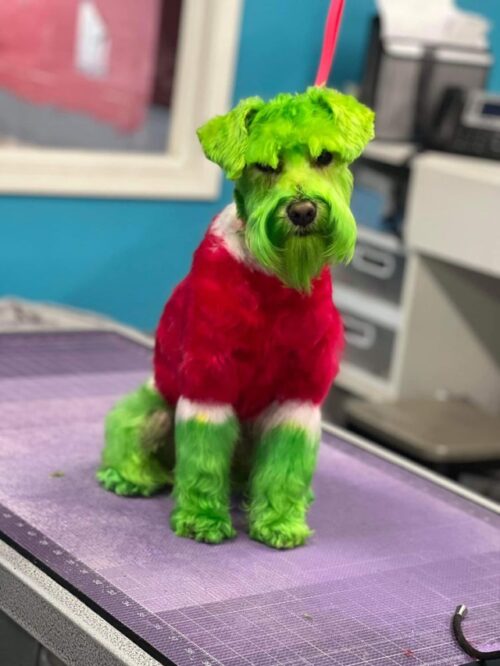 Mom Has Adorable Responses When Followers Criticize Her "Grinch" Dog ...