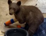 Bear Cub Captured On Camera Taking A Bath In A Puddle With His Tiny Toy ...