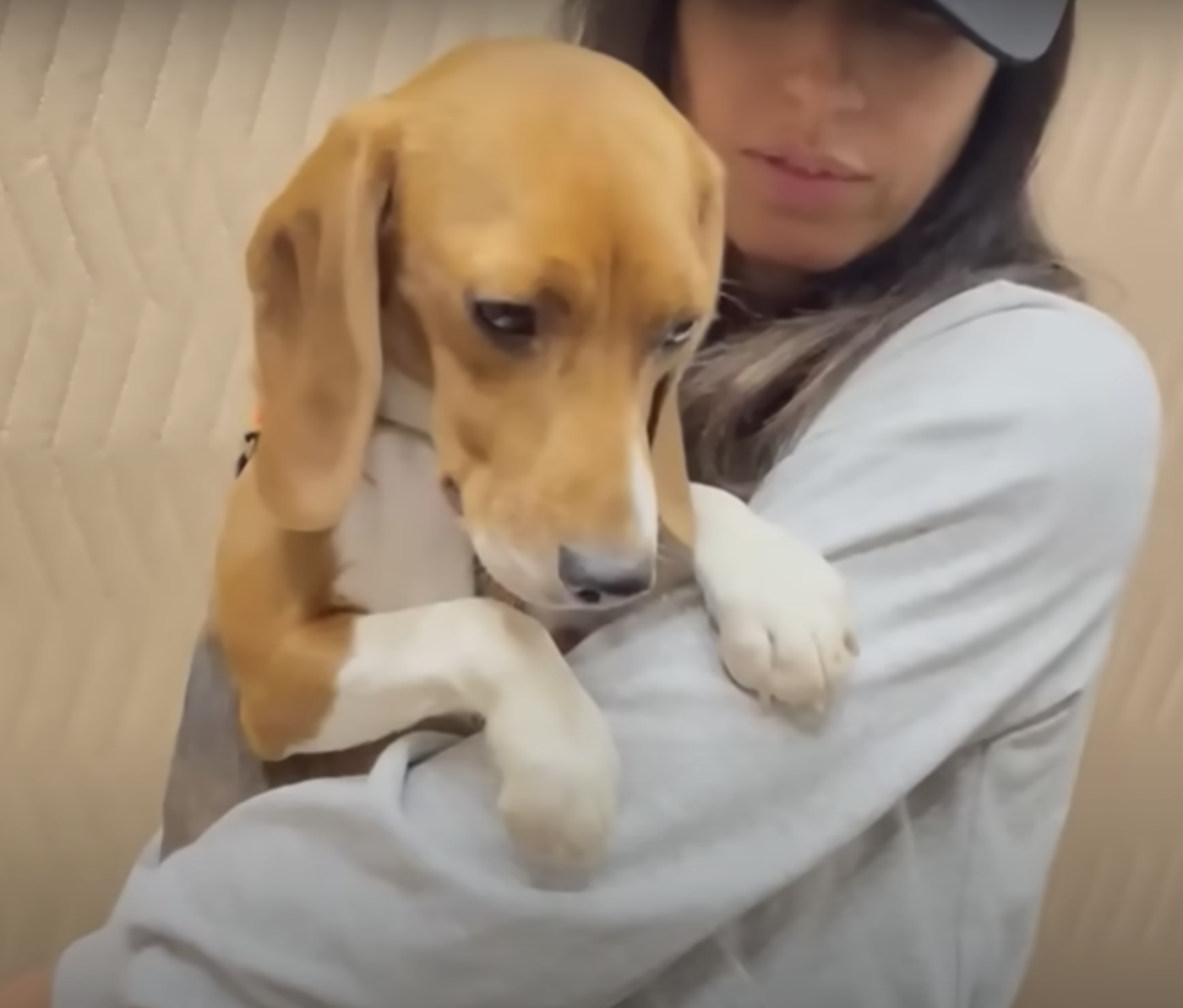 Lab-Tested Beagle Scared To "Dog" Meets An Enormous Tennis Ball ...