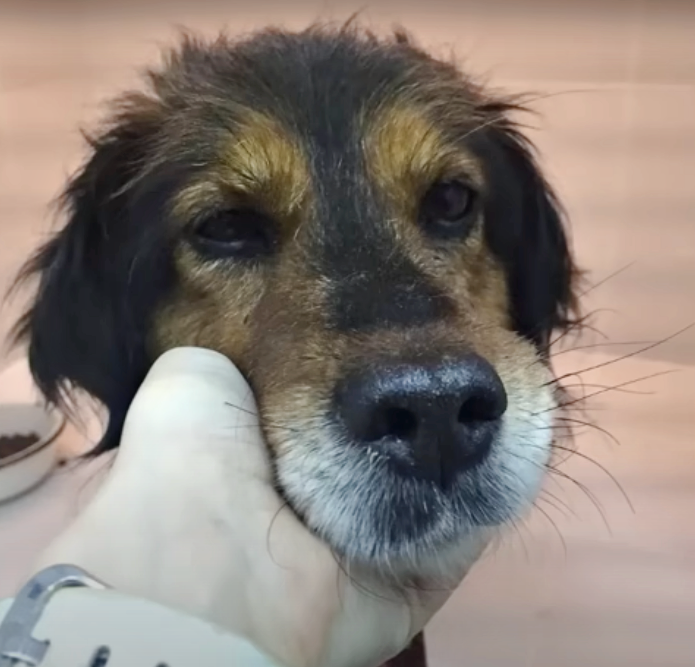 Dog's Eyes Told A Tale Of Sorrow But Woman's Willing To Rewrite His ...