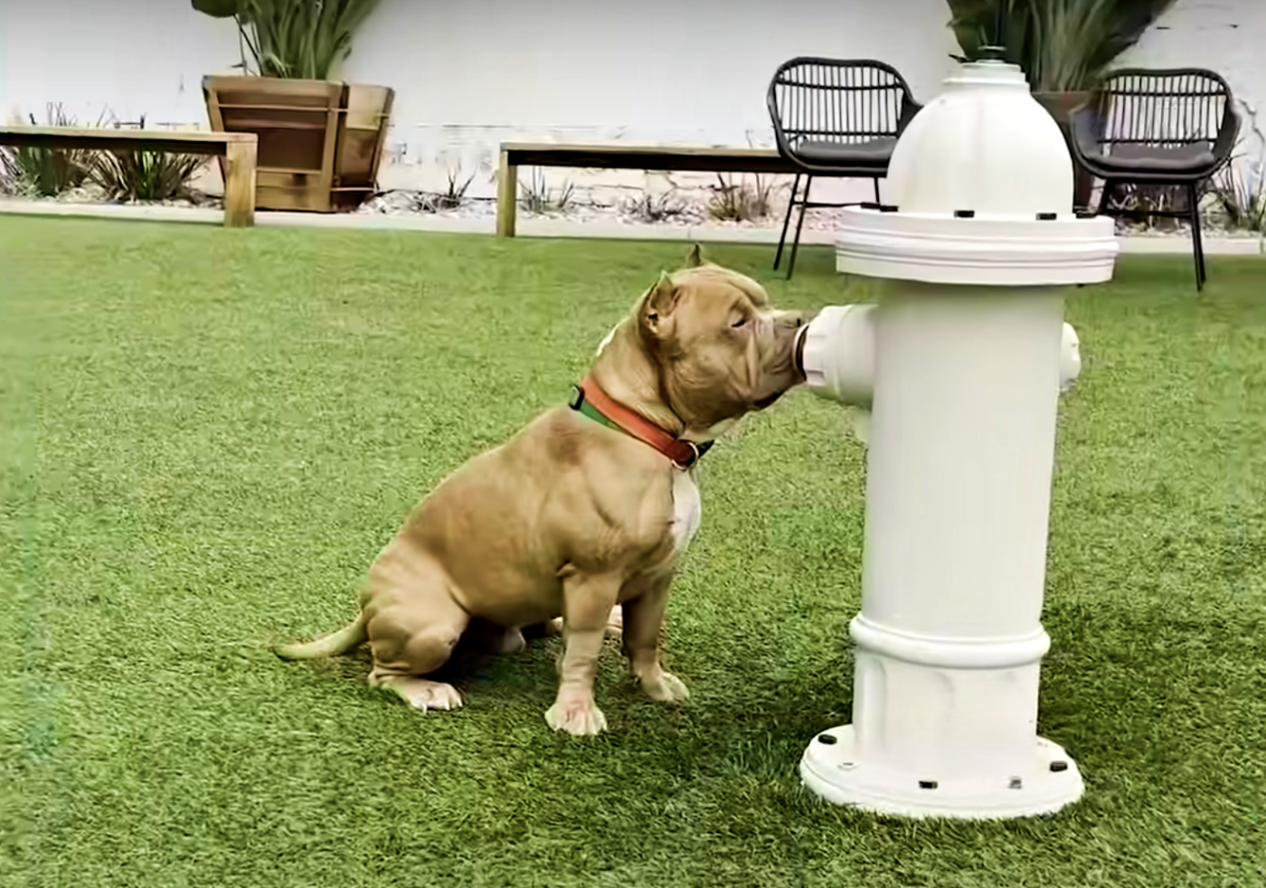She Saved Hippo And The Pup Made It His Mission To Save Her Right Back ...