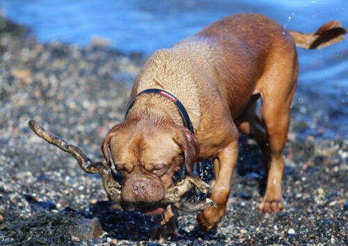 12 Best Raw Dog Food Brands for Dogue De Bordeaux - iHeartDogs.com