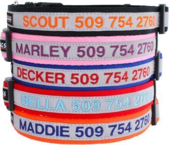 12 Best Dog Collars - iHeartDogs.com