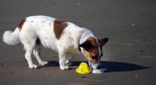 12 Best Raw Dog Food Brands for Jack Russell - iHeartDogs.com