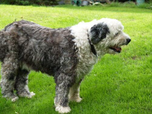 10 Best Raw Dog Food Brands for Old English Sheepdogs - iHeartDogs.com