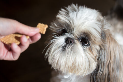 12 Best Raw Dog Food Brands for Shih Tzus - iHeartDogs.com