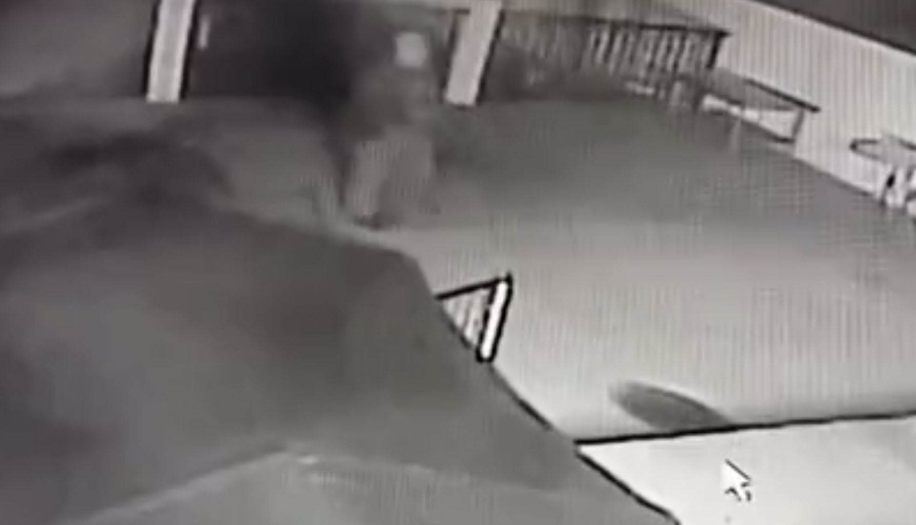 Footage Shows Doberman Fake Death To Survive Brutal Mountain Lion ...