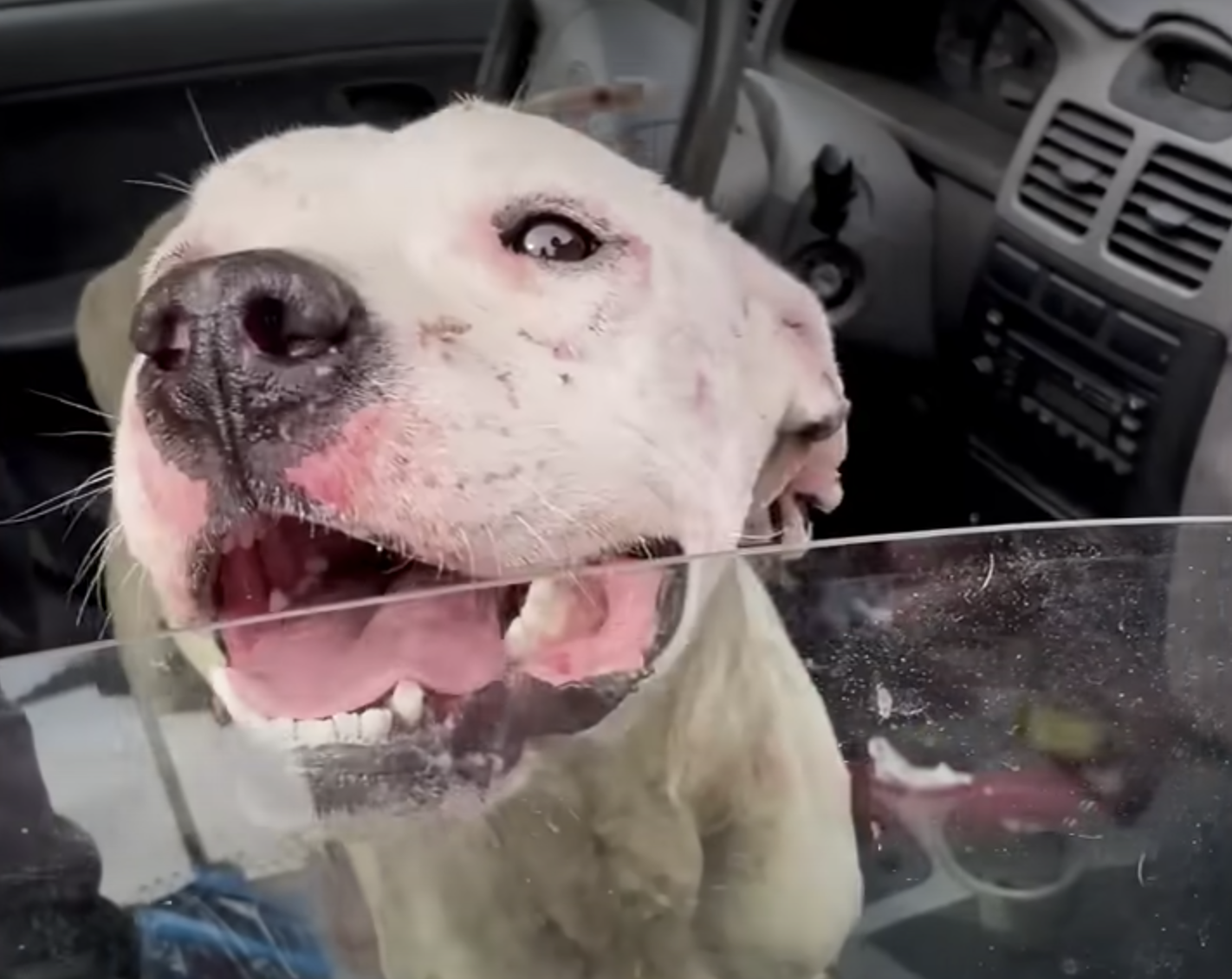 Unlucky Dog Celebrates His Excitement When He Hears He Has A New Dad ...