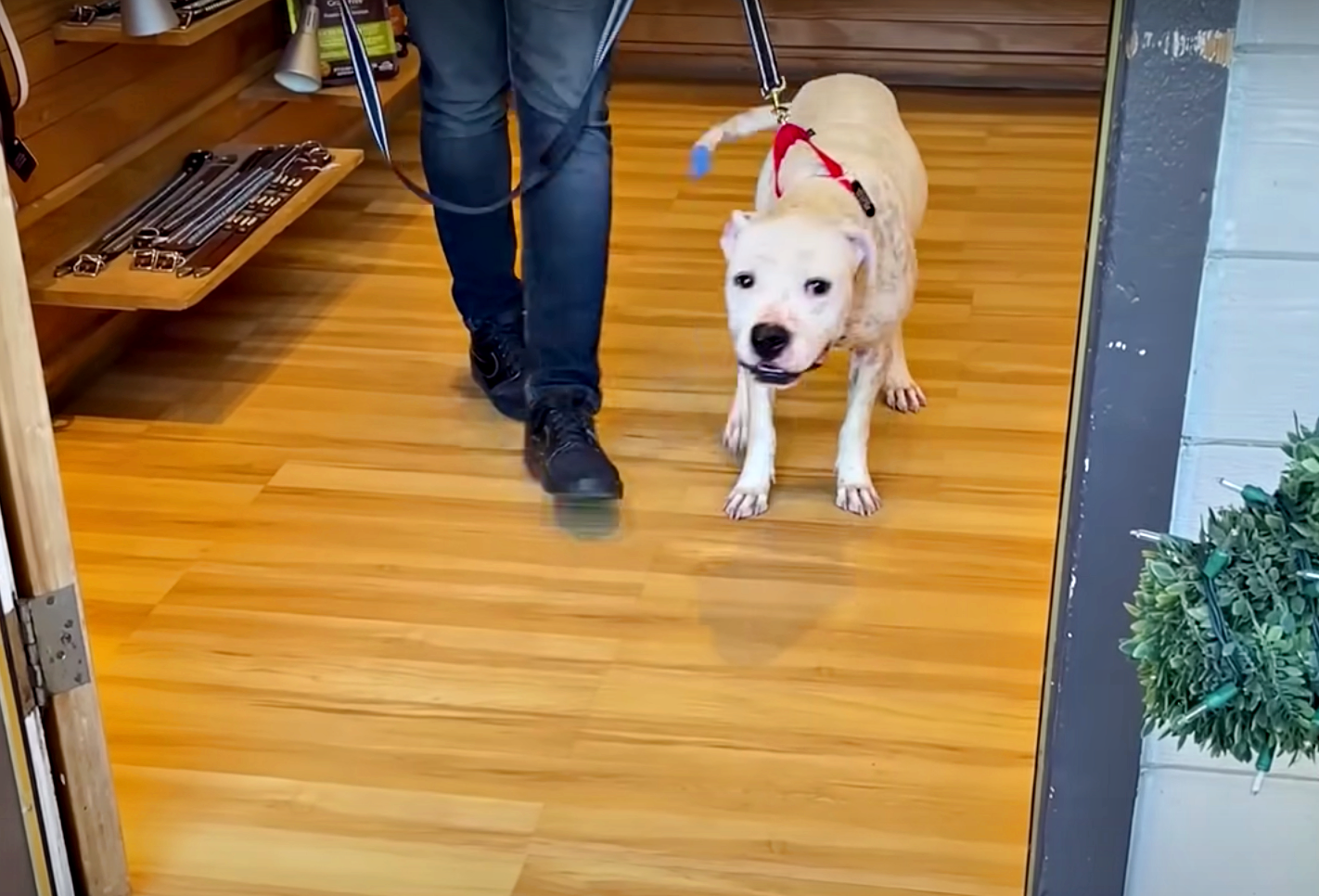 Unlucky Dog Celebrates His Excitement When He Hears He Has A New Dad ...
