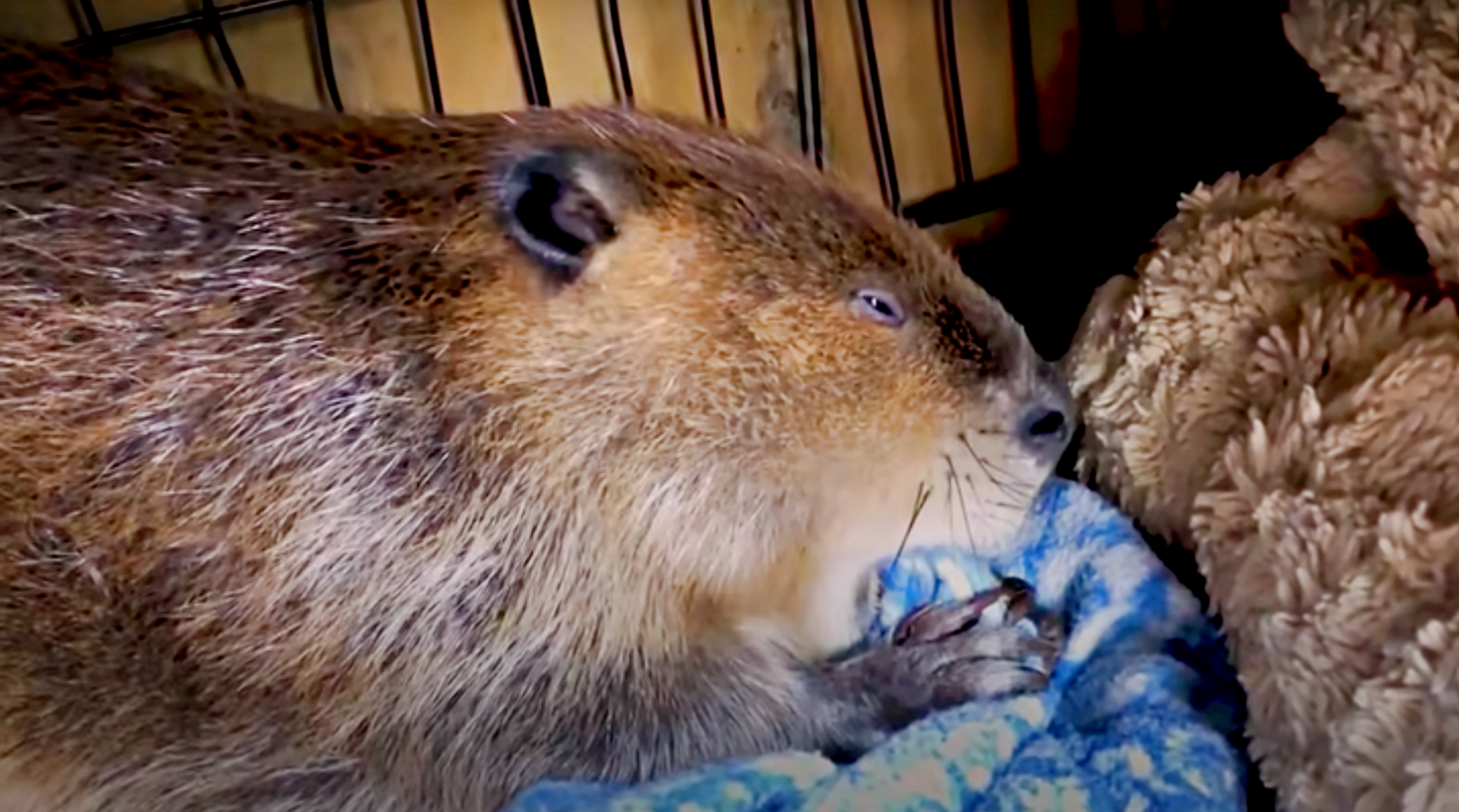 Un bébé castor nage vers un homme pour lui raconter l'histoire de sa ...