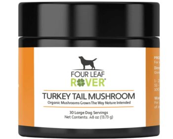 11 Best Mushroom Supplements For Dogs