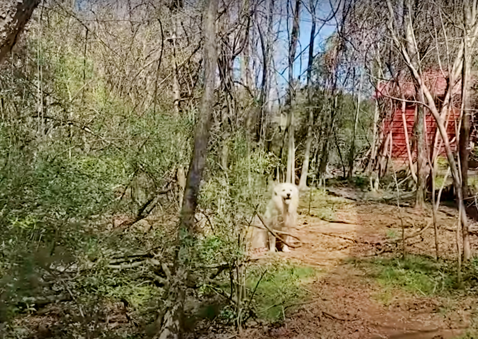 Man Picks Up Pained Stray That Ran For Days And She Melts In His Arms ...