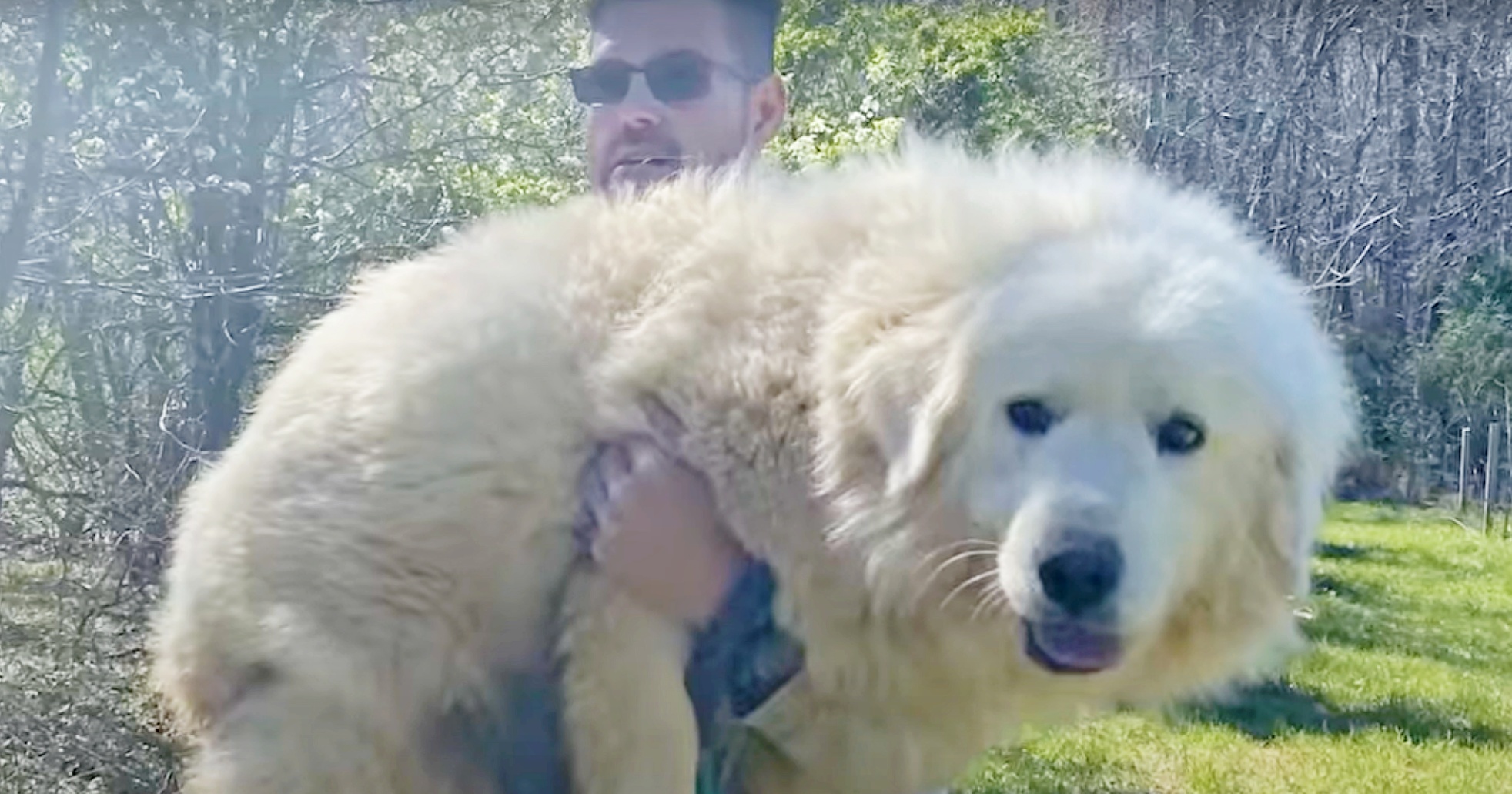 Man Picks Up Pained Stray That Ran For Days And She Melts In His Arms ...