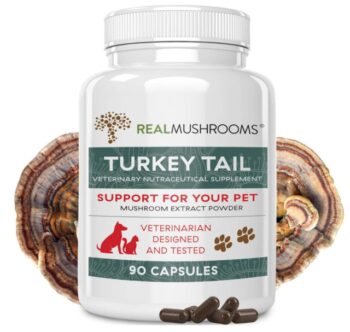 11 Best Mushroom Supplements For Dogs - iHeartDogs.com
