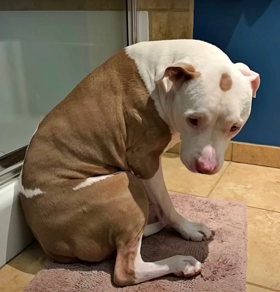 Dog Lays On Bath Mat To Feel Safe, Drags It To Mom When She's Sad ...