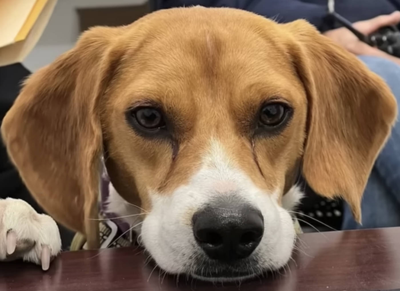 Lab Beagle Jumps Into Man's Arms To Thank Him For His New Life ...