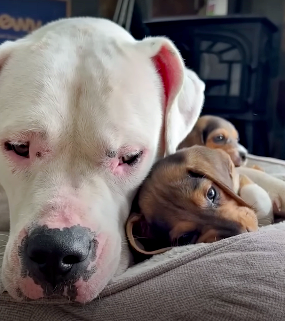 Ginormous Deaf Dog Anoints Herself Nanny To 7 Beagle Puppies ...