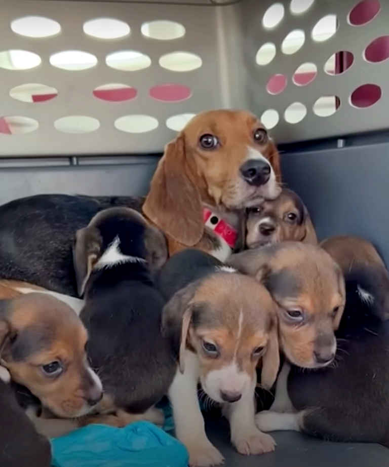 Ginormous Deaf Dog Anoints Herself Nanny To 7 Beagle Puppies ...
