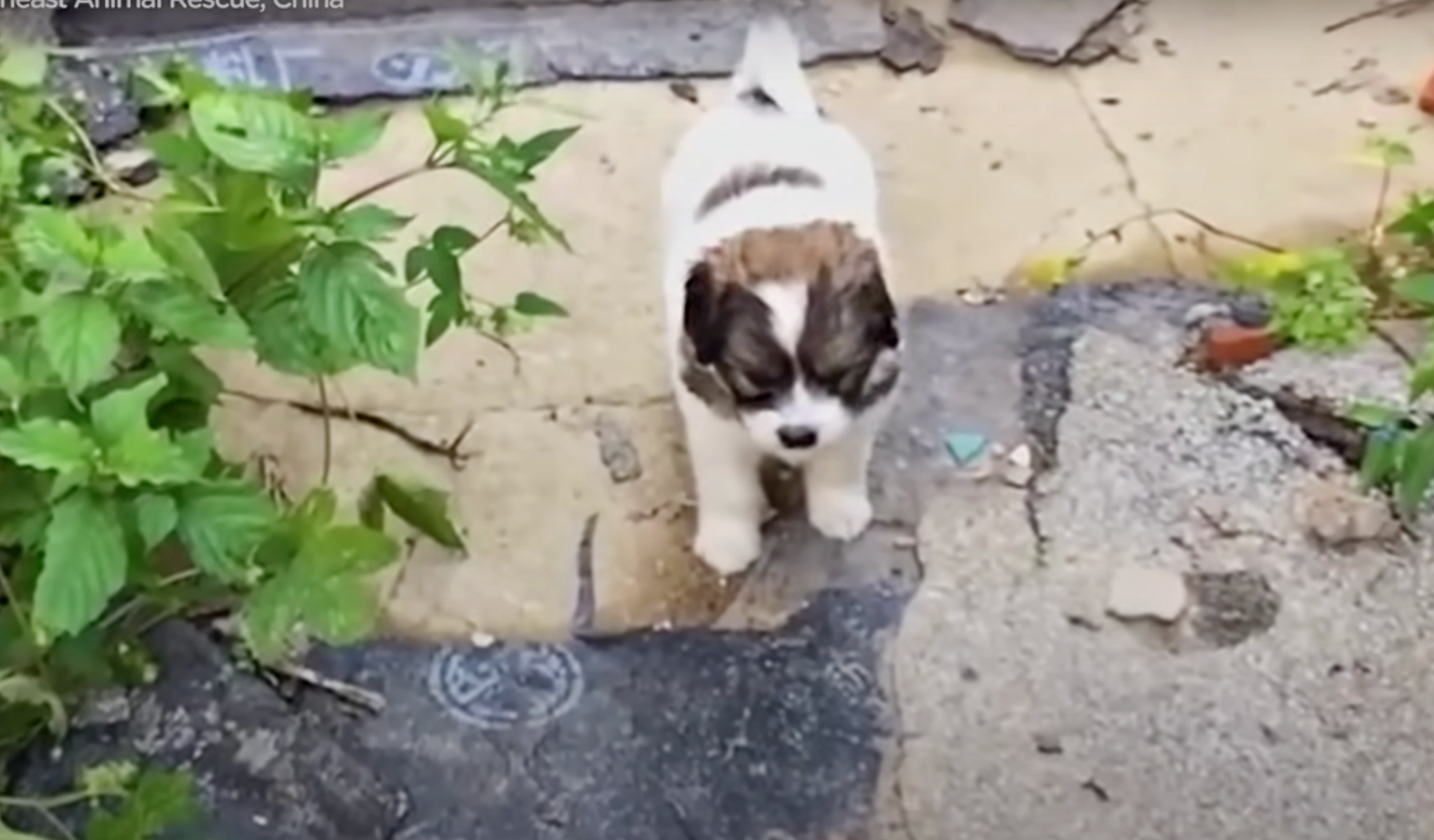 Stray Puppy Leads Volunteers To Vacant Building To Show Them Who's ...