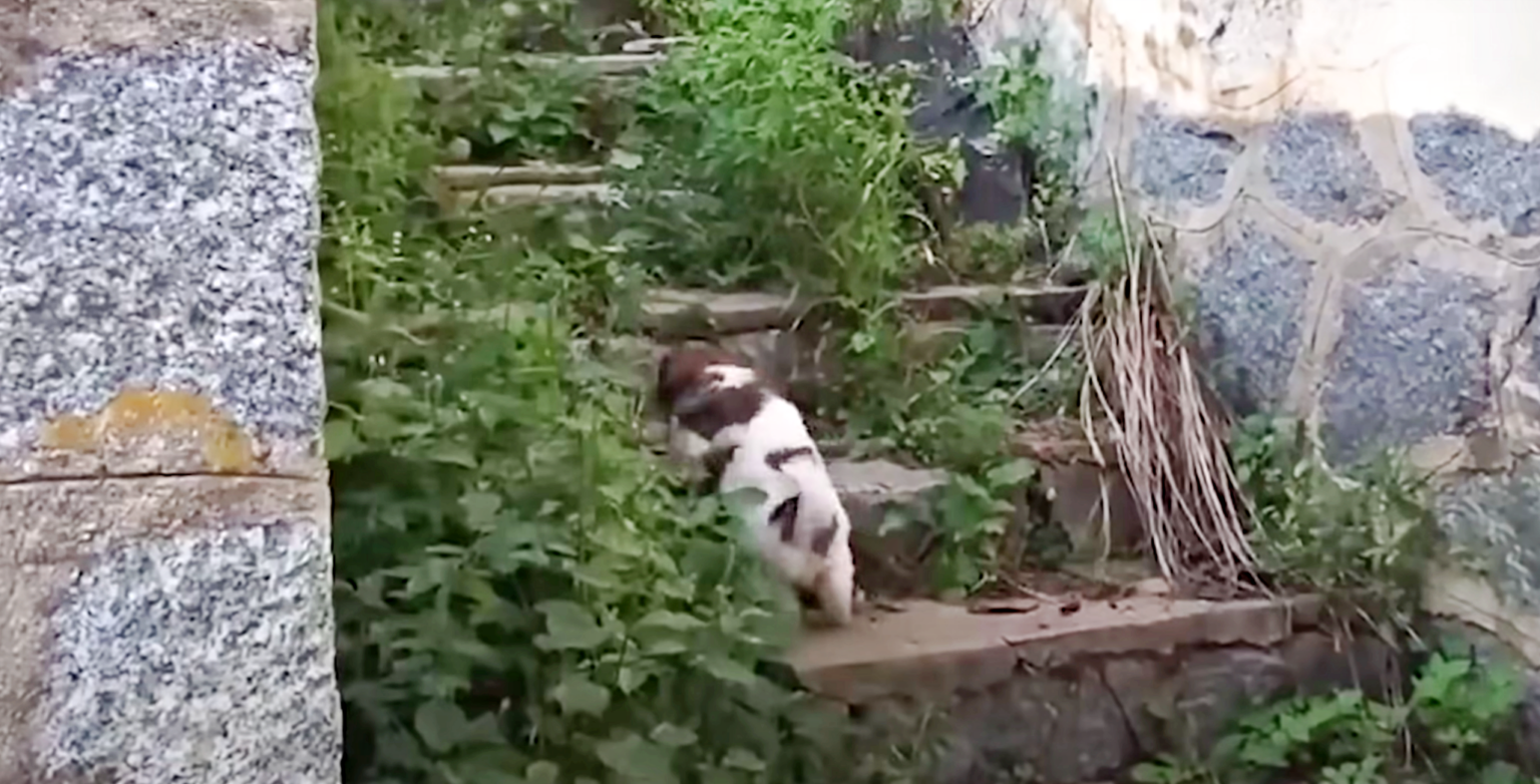 Stray Puppy Leads Volunteers To Vacant Building To Show Them Who's ...