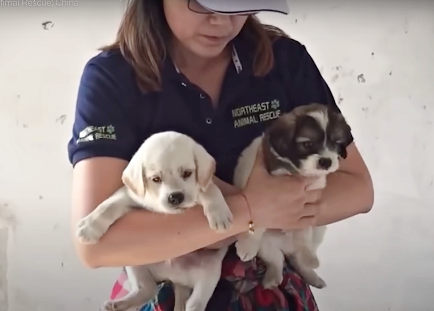 Stray Puppy Leads Volunteers To Vacant Building To Show Them Who's ...