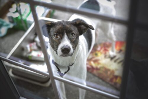 Top 9 Dog Doors for Every Home and Breed - iHeartDogs.com