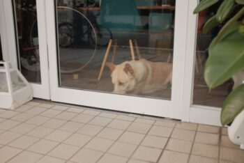 Top 9 Dog Doors for Every Home and Breed - iHeartDogs.com