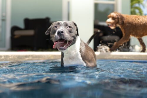 12 Best Dog Swimming Pools of 2025 - iHeartDogs.com