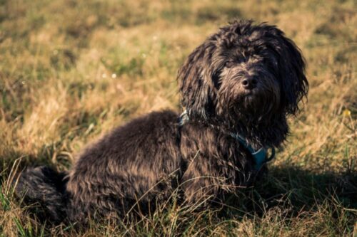 4 Reasons a Havanese is Licking or Biting Its Paws - iHeartDogs.com