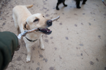 7 Best Collagen Sticks For Dogs - iHeartDogs.com