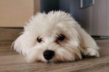 4 Reasons a Maltese is Licking or Biting Its Paws - iHeartDogs.com