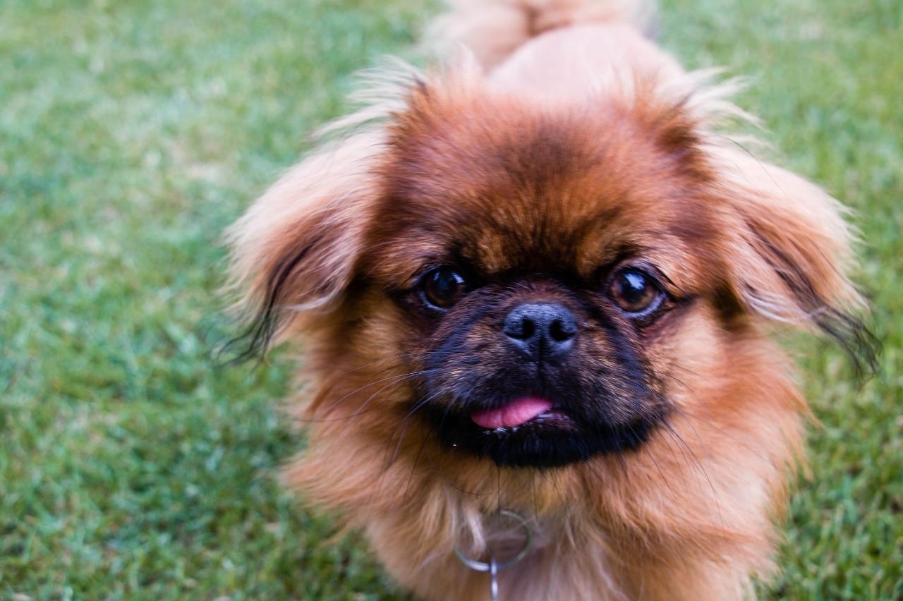 9 Best Dry Dog Foods for Pekingeses - iHeartDogs.com