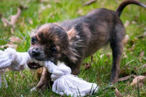 15 Best Toys For Puppies To Learn And Play With - iHeartDogs.com