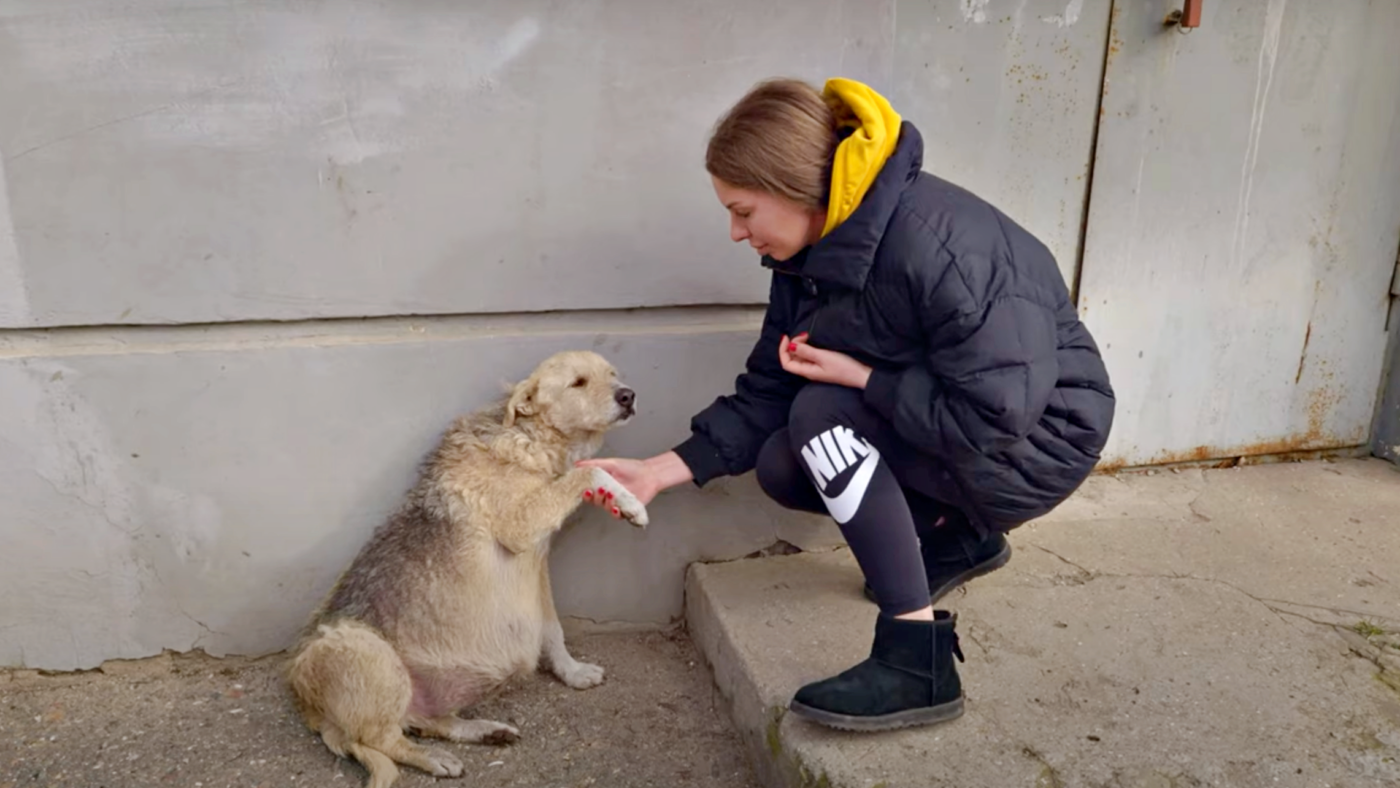 Sick Stray Puts Paw In Woman’s Hand, Desperately Pleads For Medical ...