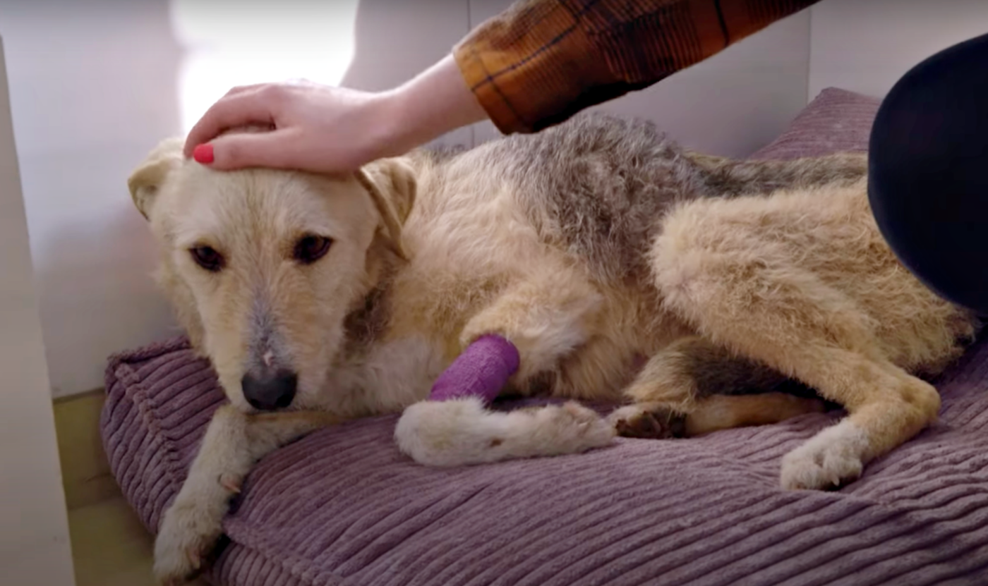 Sick Stray Puts Paw In Woman’s Hand, Desperately Pleads For Medical ...
