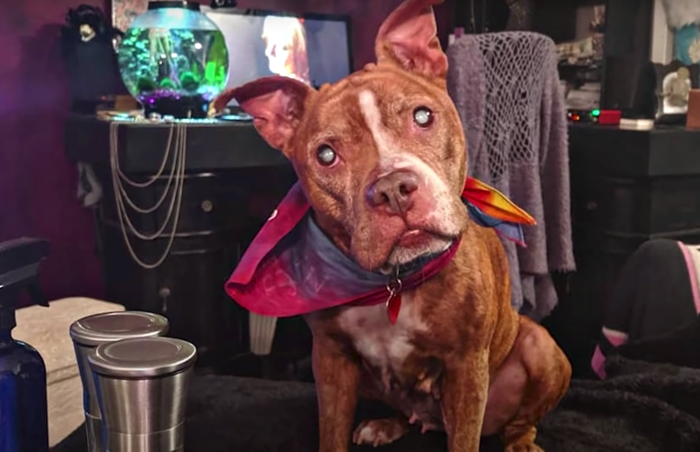 Blind Pit Bull Dreams Of Seeing The World That’s Just Out Of Reach ...