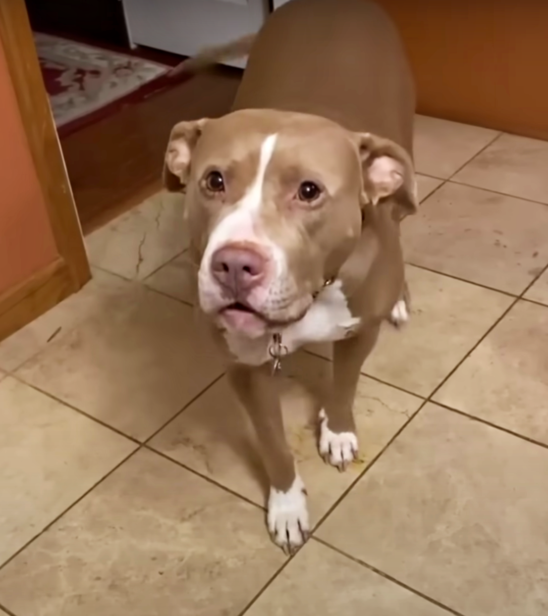 Mom Didn't Want A "Useless" Pit Bull But Something Got In The Way ...